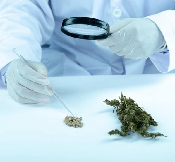 Cannabis Testing - GT Molecular